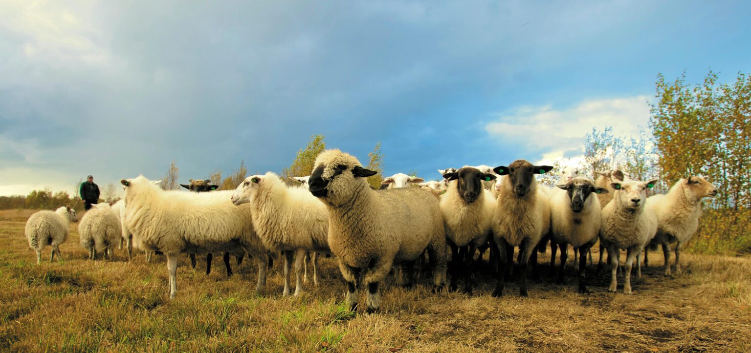 Animal Husbandry: 6 Powerful Types of Animal Husbandry & Breeding